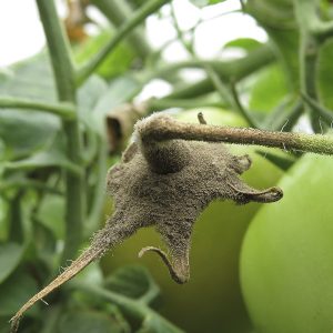 Botrytis en tomate - Invesa - La Compañía Amiga