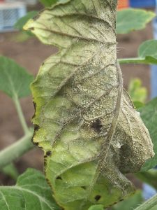 Botrytis en tomate - Invesa - La Compañía Amiga