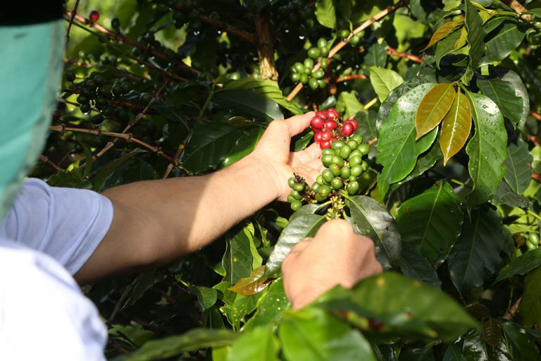 Insecticidas para control de la broca del café y manejo integrado - Invesa
